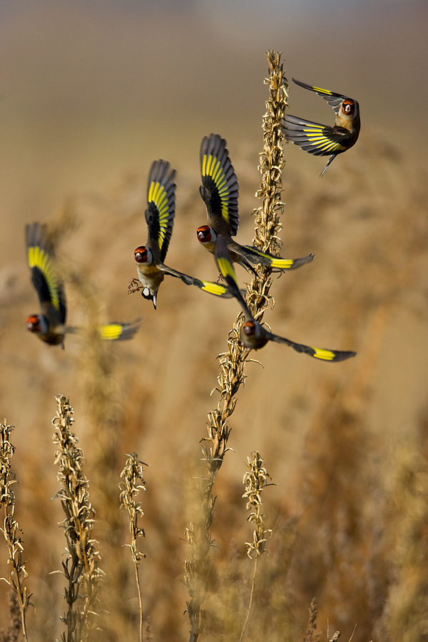 Goldfinch In Flight