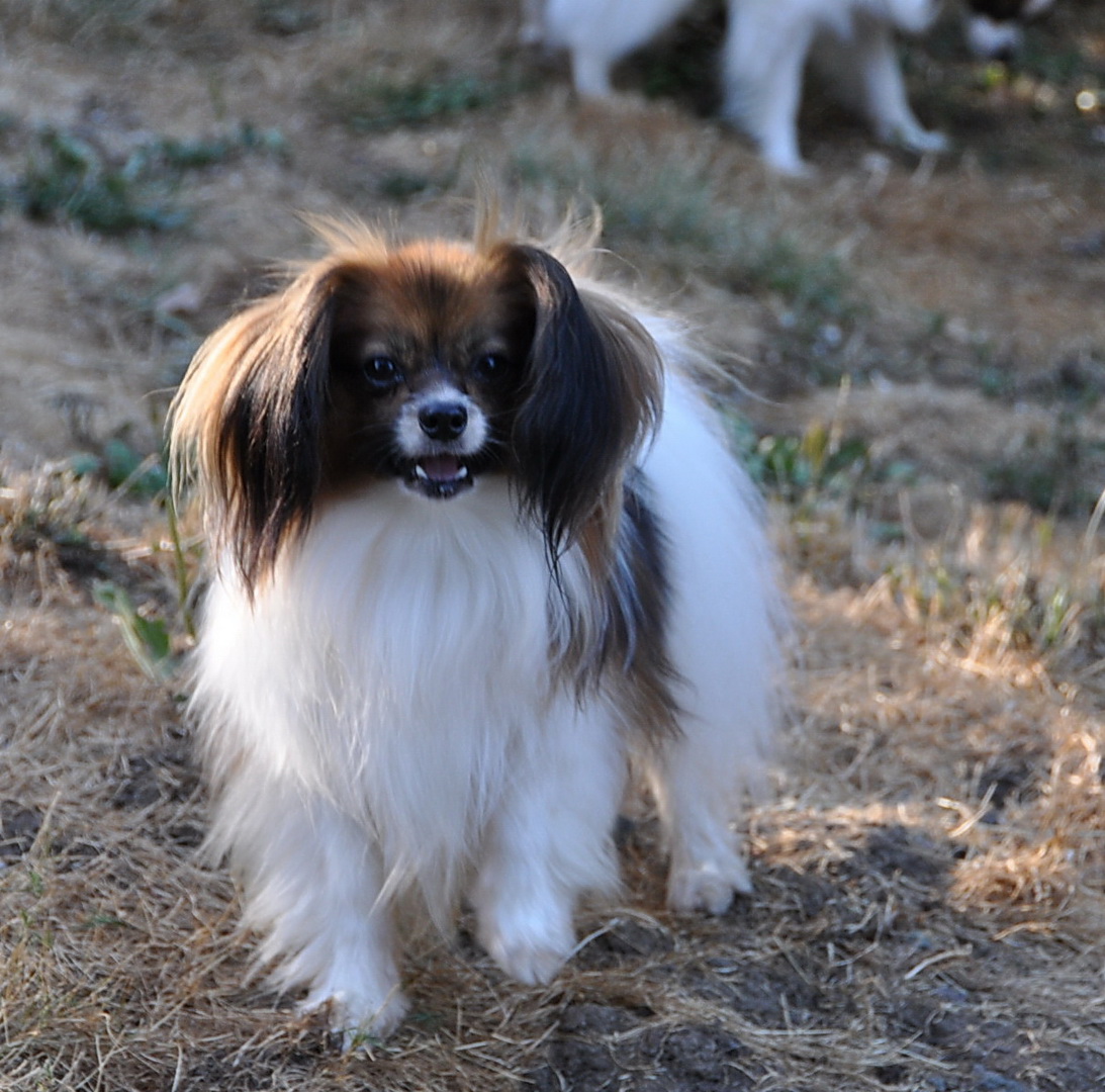 Road's End Papillons : Phalene Dog Ba, IntCH Road's End Strammer Max