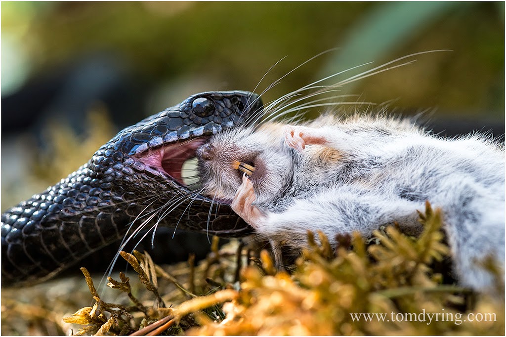 TOM DYRING WILDPHOTO / NN: HIGHLIGHTS (?) 2013