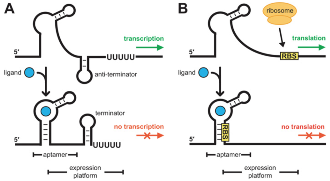 The GlmS Riboswitch: A very unique addition to the catalytic RNA family!