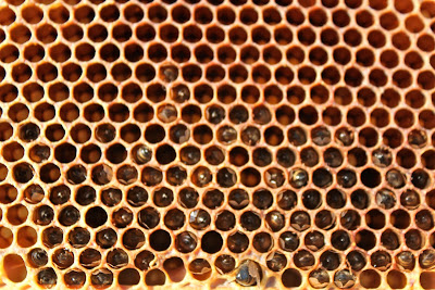 Squash Blossom Farm: March Bee News