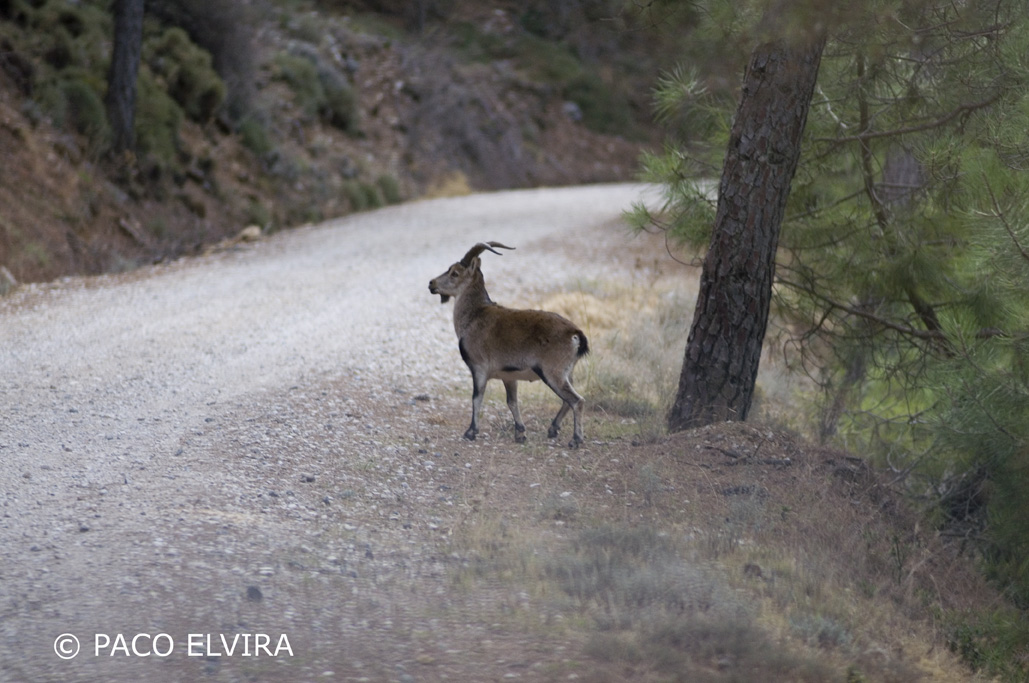 PACO ELVIRA: Fotografiando la fauna salvaje de la Sierra de Cazorla