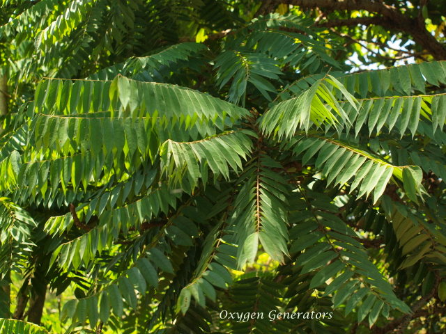Pure Oxygen Generators: The Many Faces of Kamias