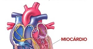 Fisiologia Fantástica: Coração Inflamado