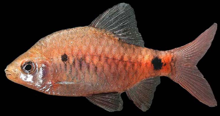 Indian Biodiversity Talks: A new barb to Puntius sp. identified from ...