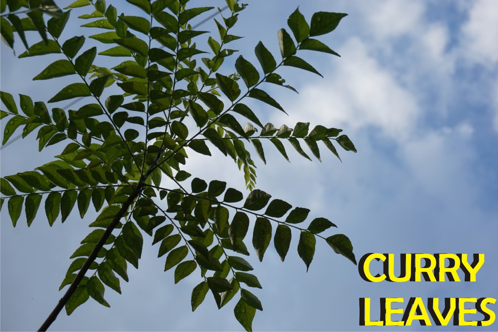 Benefits Of CURRY LEAVES ~ Evergreen Blog Post
