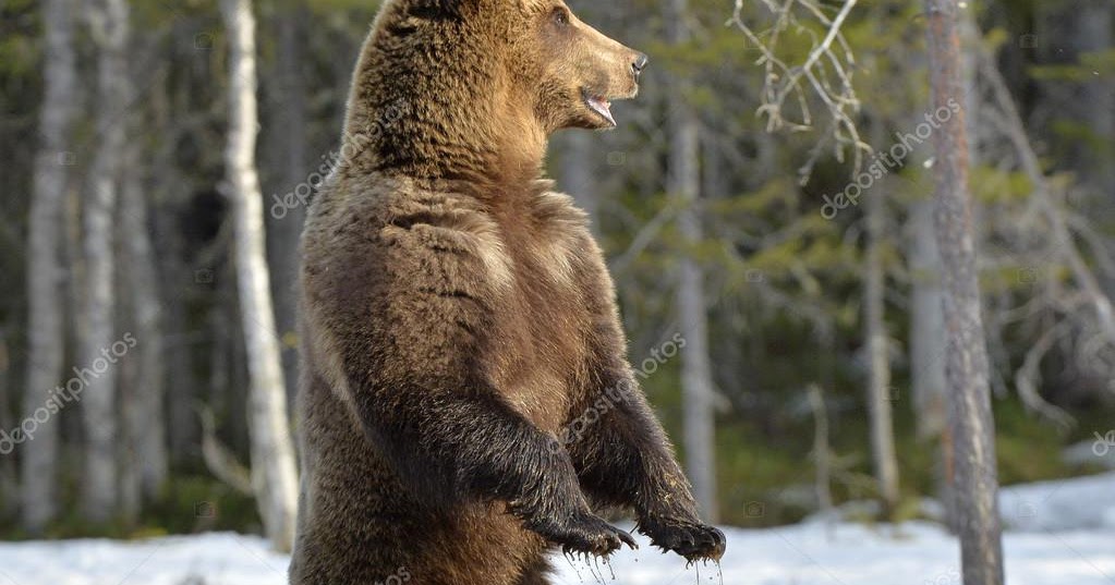 LEER PORQUE SÍ: GIARDINELLI, Mempo: El oso marrón