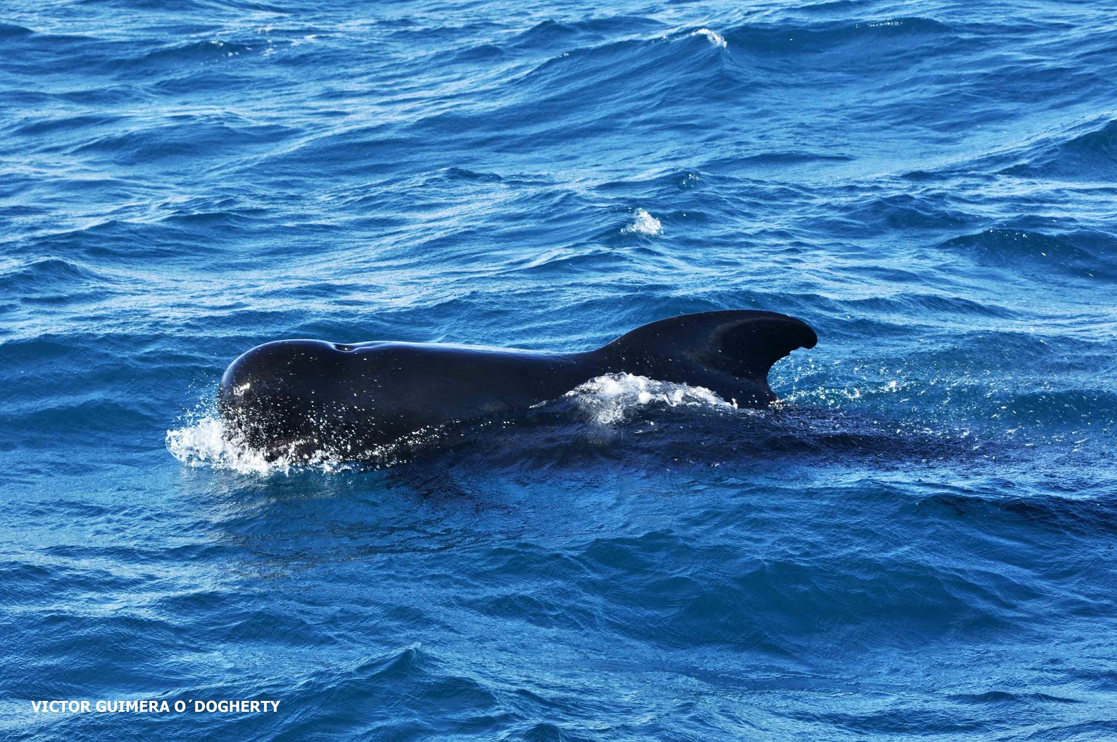 Mis imágenes de aves: EL CALDERON COMUN