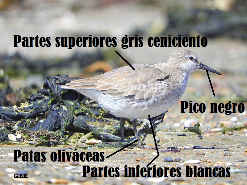 Aves del Golfo San Jorge: Playero rojizo (Calidris canutus)
