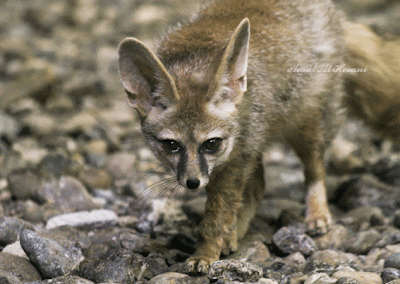Amal's Wildlife Photography
