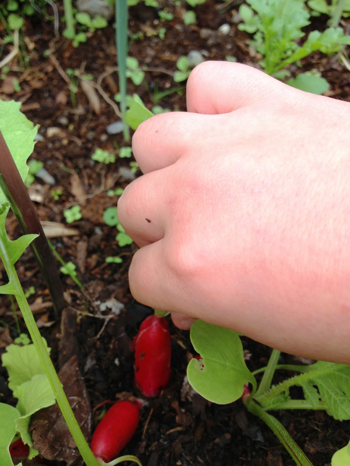 Down To Earth: HOW-TO-PICK Tutorials