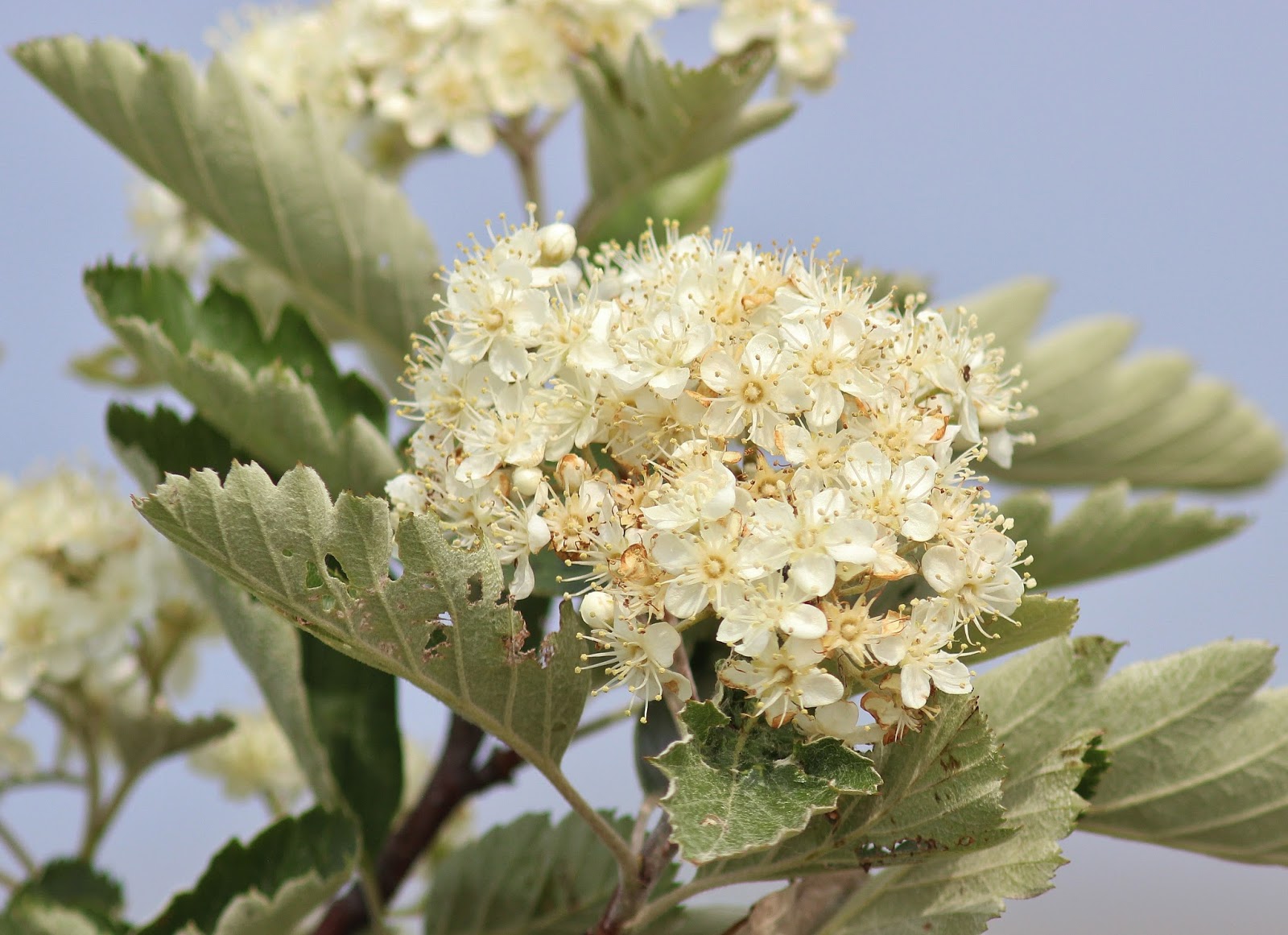 Ölandsvindar: Oxeln - en favorit