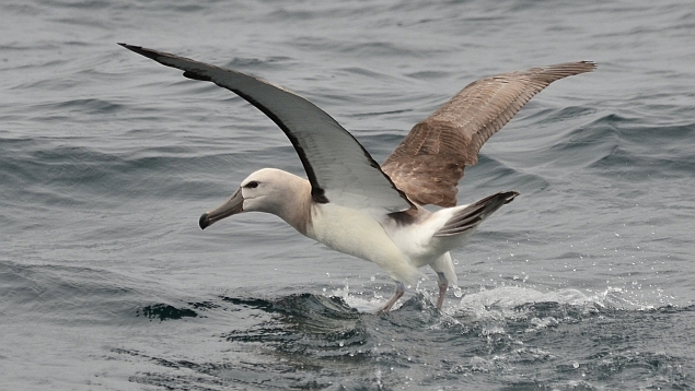 Bourbon, Bastards, and Birds.: Salvin's Albatross!!!!