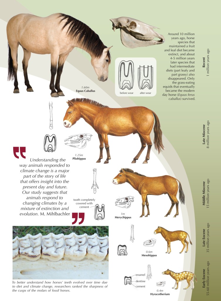 Sobre las enjutas de San Marcos: un blog de ciencia: Sobre la dentadura ...