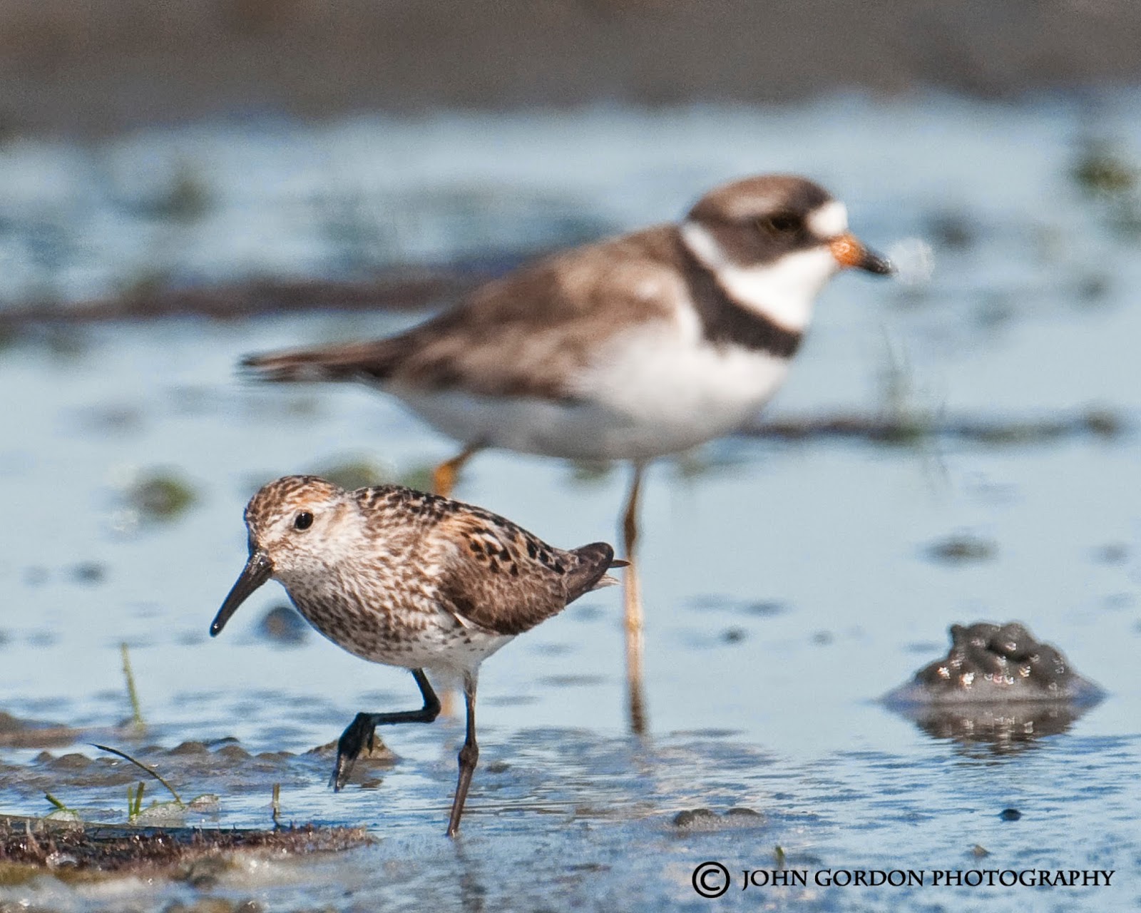 John Gordon/Listening to Birds: Sandpipers and Plovers