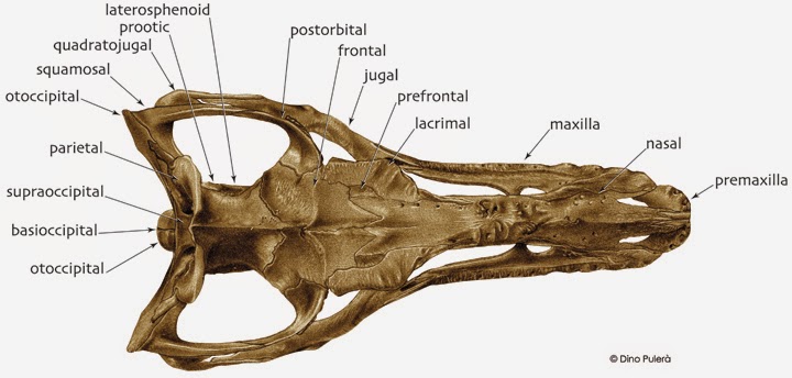 Tyrannosauroidea central: Osteology IV: Craniofacial skeleton in dorsal ...