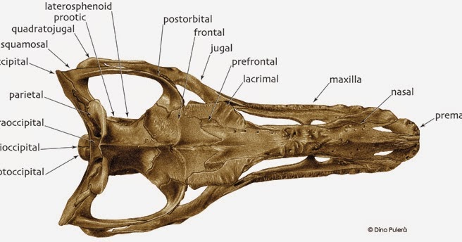 Frog Skull Labeled