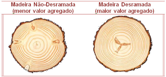 Representante de Taipá de Pinus no Espírito Santo: Tronco de Pinus ...