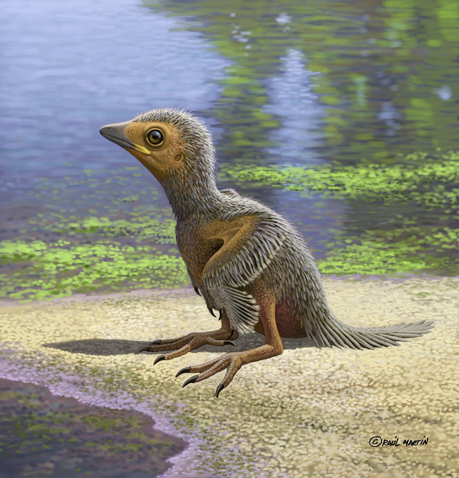 El fósil de un pollo de hace 125 millones de años revela aspectos del ...