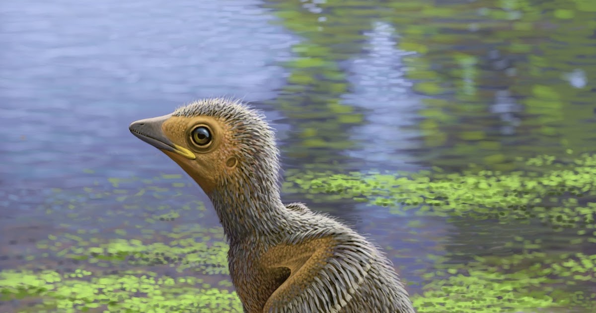 El fósil de un pollo de hace 125 millones de años revela aspectos del ...