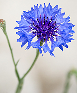 LivingOutWest: Cornflower Shortbread Cookies