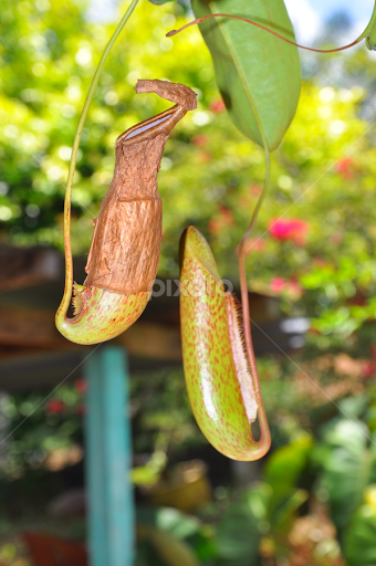 POKOK BUAH SAYUR DAUN BUNGA AKAR BATANG : POKOK PERIUK KERA