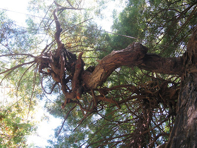 schoolpants: crazy tree branch