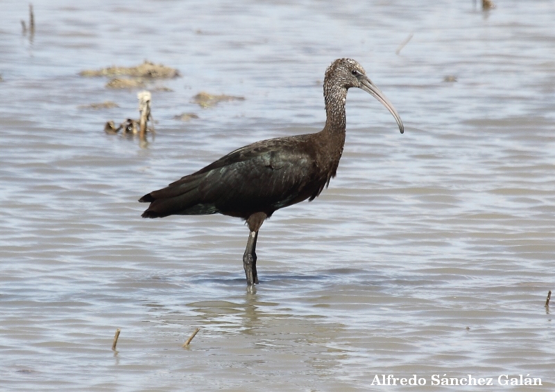 Aves de Aragón : Morito común