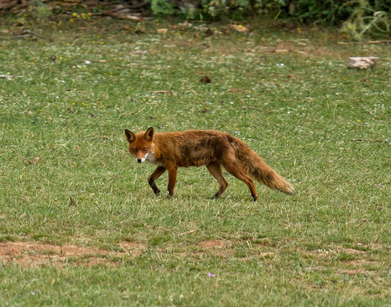 Birdwatching in Athens: More than birds...