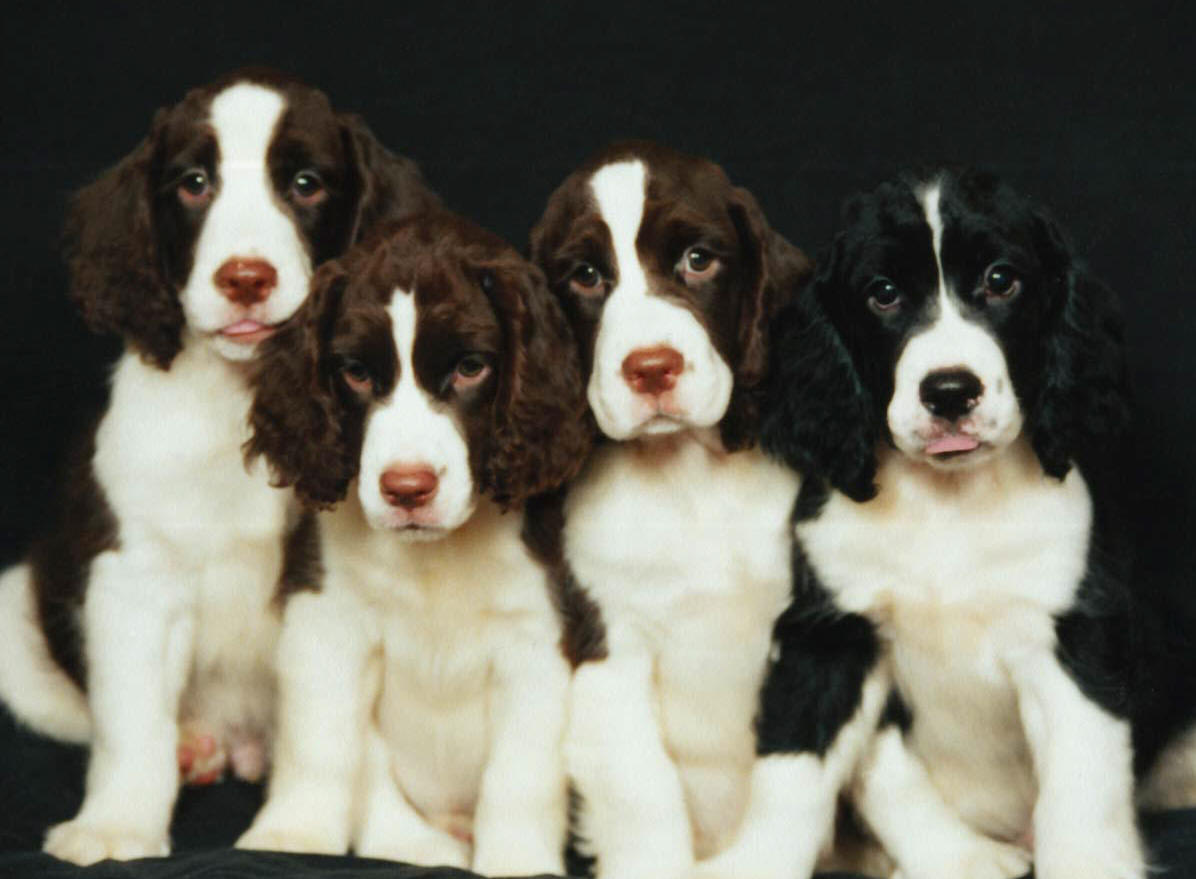 Hella Heaven: The Four Dogs