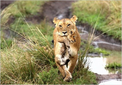 El Herrerillo: León (Panthera leo)