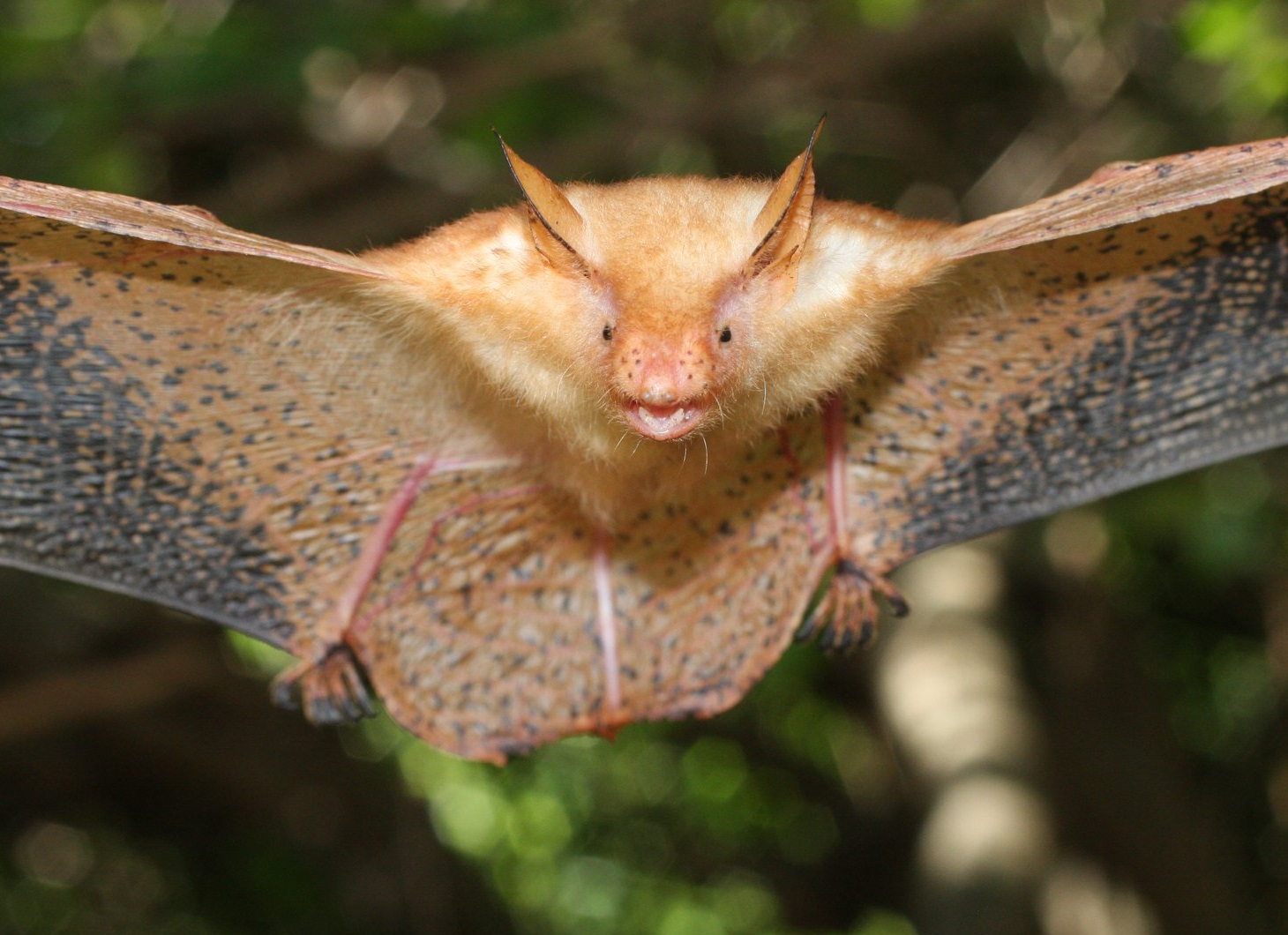 Species New to Science: [Mammalogy • 2019] Genetic Variation and ...