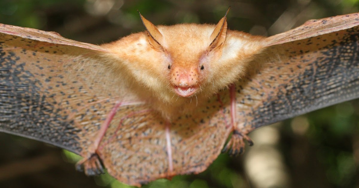 Species New to Science: [Mammalogy • 2019] Genetic Variation and ...