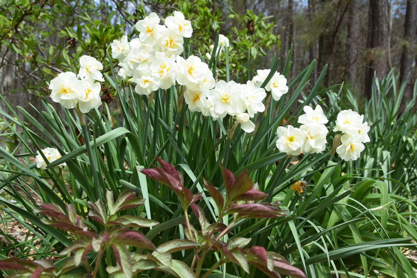 Southern Peony: 2018 Peony Companions Daffodils