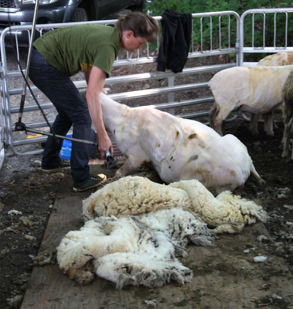 Getting Stitched on the Farm: Shearing (Again)
