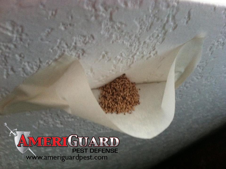 Pest, Termite, Gopher control in Temecula, Murrieta, Hemet, Moreno ...