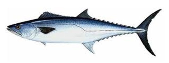 gHara javaN (Home Food): Konkani names for fish