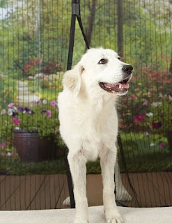 Magic Mesh Reviews: Magic Mesh Screen Door Alternative Review