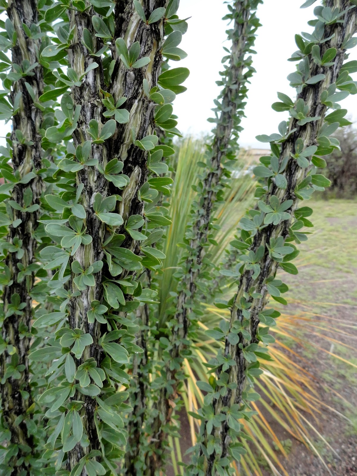 danger garden: Buffalo Bill’s Exotic Cactus Ranch, again (yawn….)