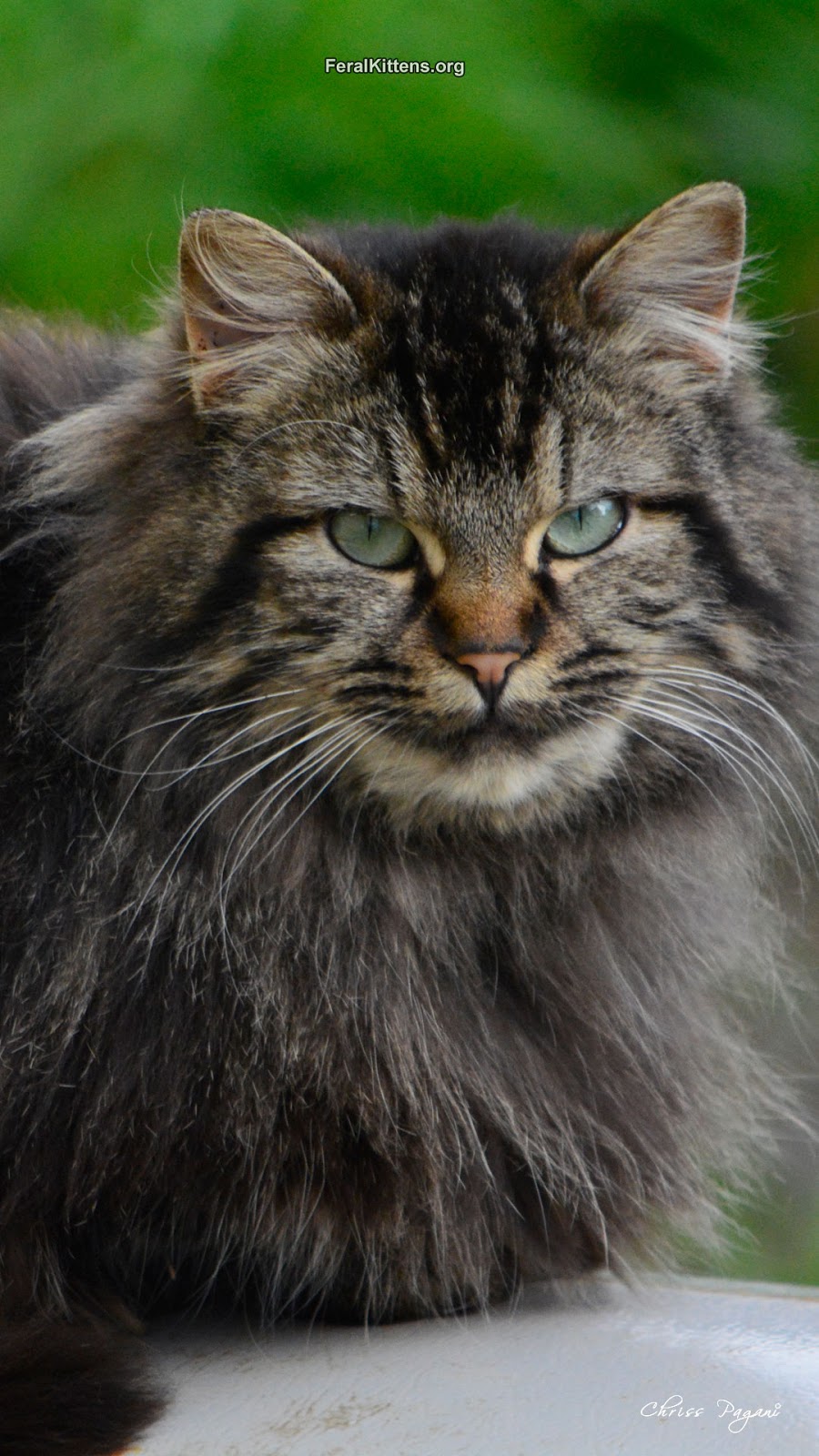 March Cat of the Month Wallpaper - All Bundled Up