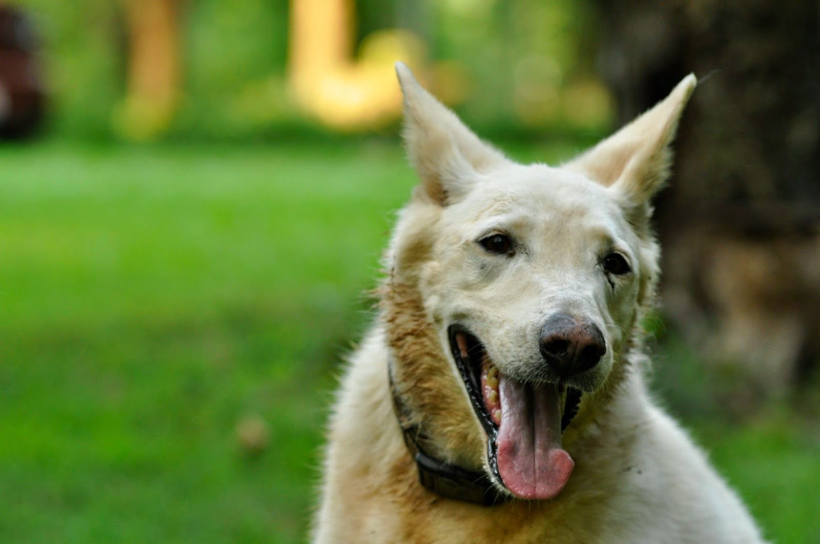 Monroe Road Animal Hospital Pet Care Forum