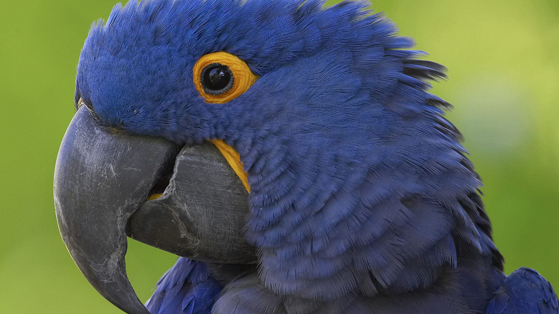 Hyacinth Macaw Bird