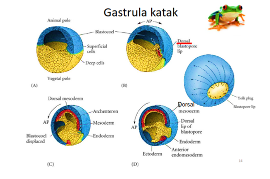 MAKALAH GASTRULASI - C E O - Makalah