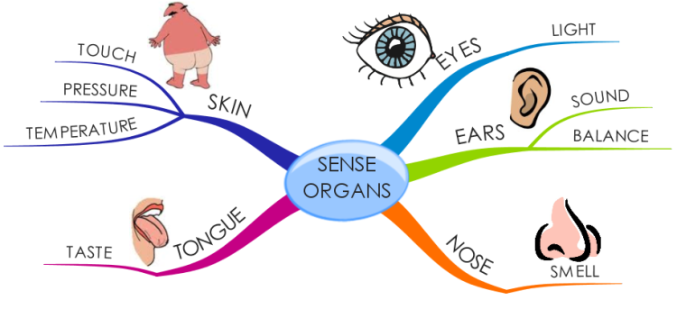 B I Our Sense Organs And Their Functions C c Gi c Quan V Ch c N ng b-i-our-sense-organs-and-their-functions-c-c-gi-c-quan-v-ch-c-n-ng