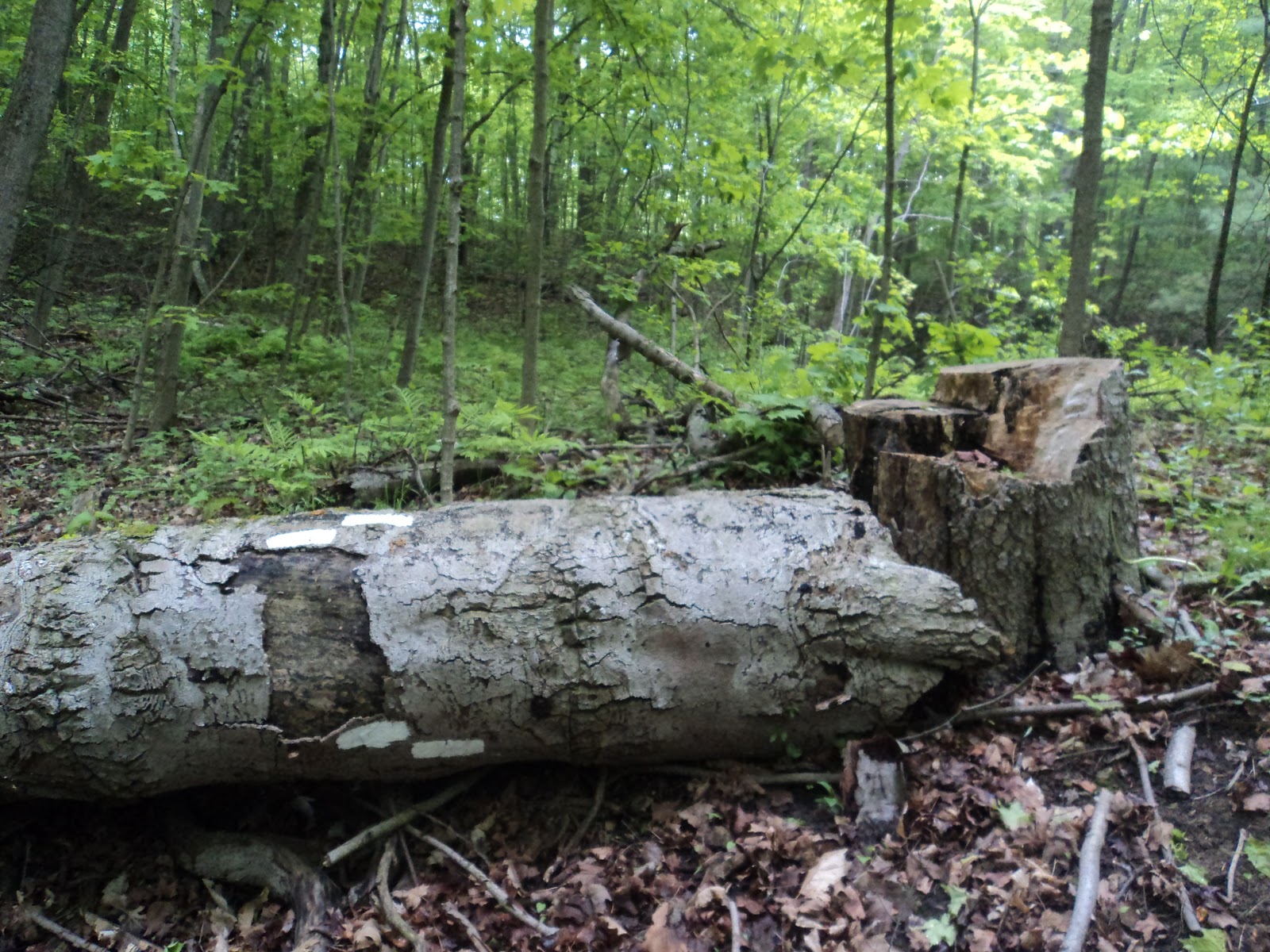 Three hundred Kilometers on the Oak Ridges Trail: Day 7 on the Oak ...