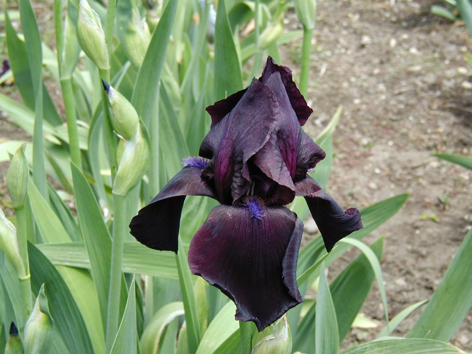 World of Irises: TALL BEARDED IRIS, MY FAVORITE "BLACK" IRISES