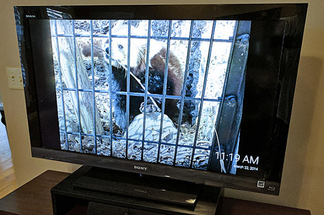 How to use Google Photos as a screensaver on Android TV | Techbuggy