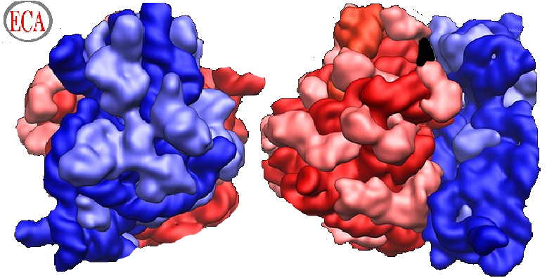 ERIKA ROJAS PORTILLA: RIBOSOMAS