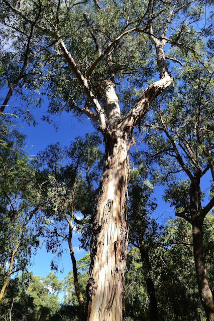 Goin' Feral One Day At A Time: Tree Fern Walk, Bunyip State Park ...