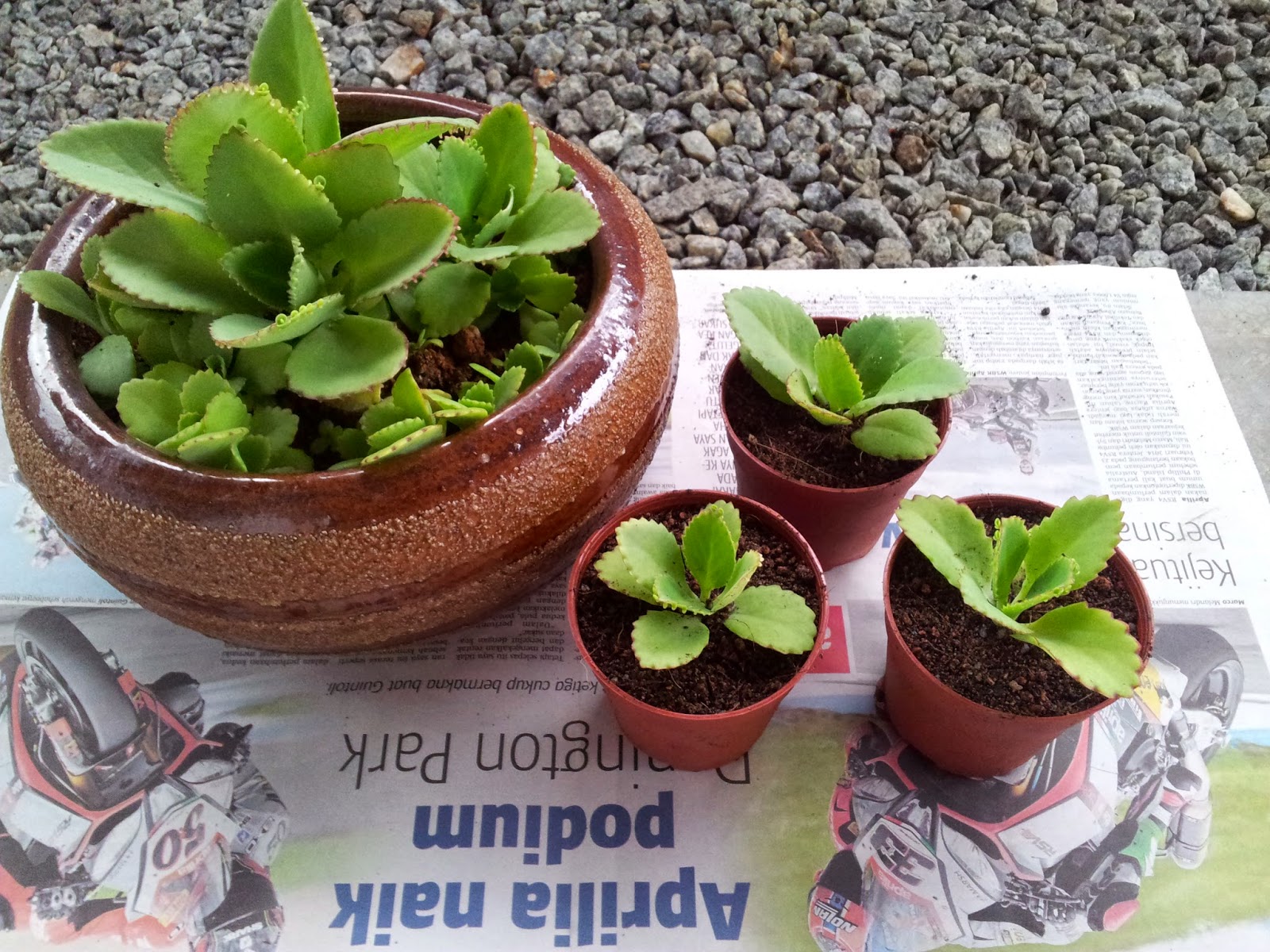 Ceritera FLK: mengalihkan anak pokok setawar ke pasu kecil